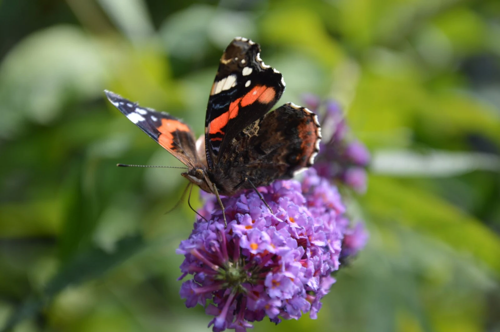 Heimische Schmetterlinge im Garten | DCM